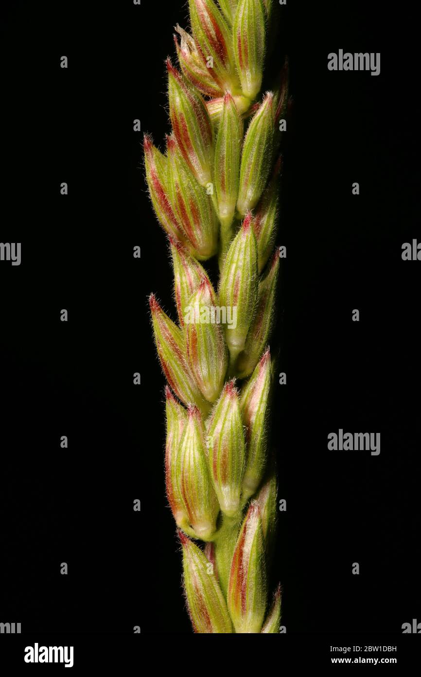 Maize inflorescence zea mays hi-res stock photography and images - Alamy