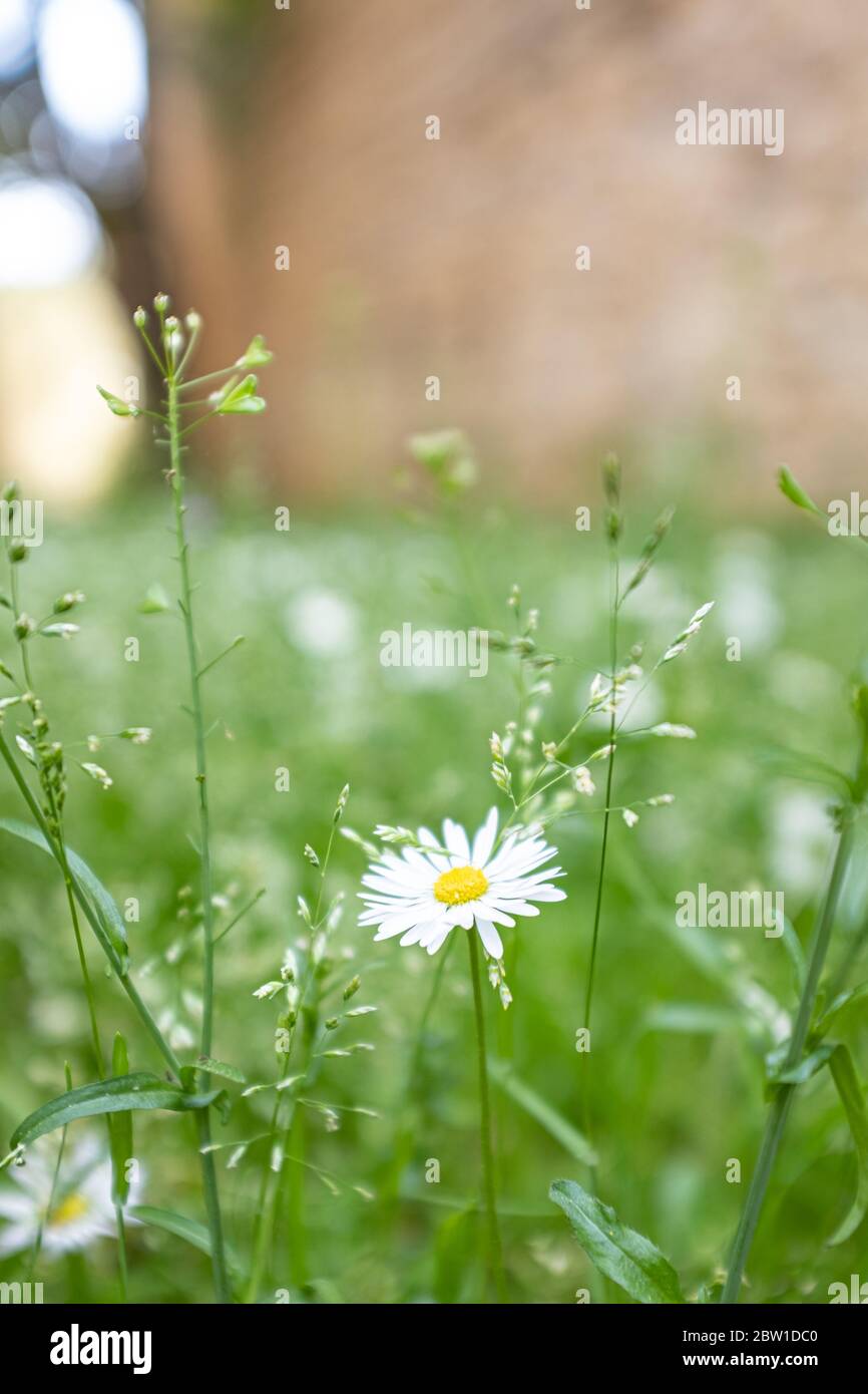 Flowerbed white daisy flowers hi-res stock photography and images - Alamy