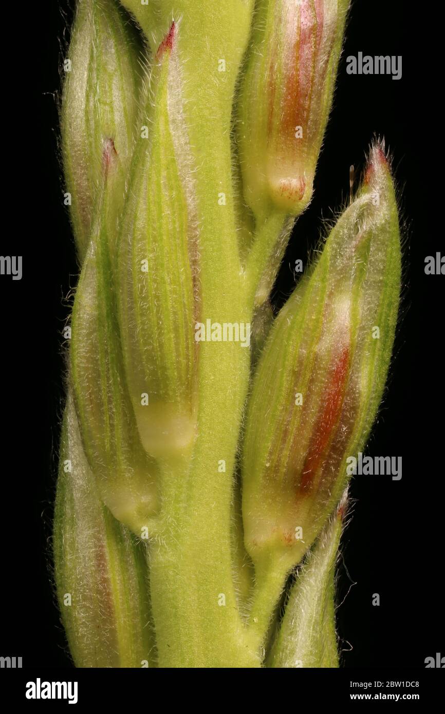 Zea maize flowers hi-res stock photography and images - Alamy