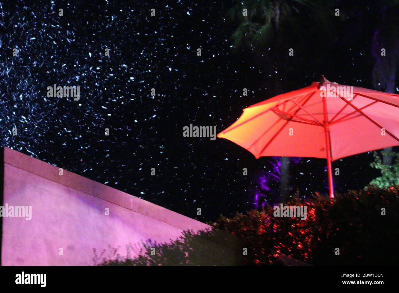 Sydney, Australia. 31 December 2015. A man, believed to be Seal was ...