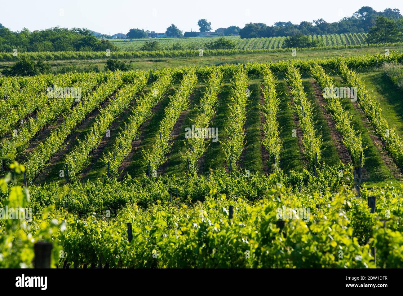 Sunset landscape bordeaux wineyard france hi-res stock photography and ...