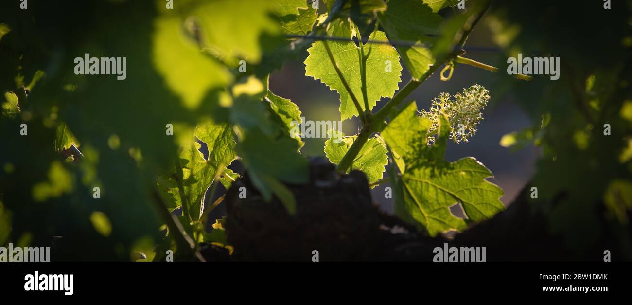 Red grapes vine with bloom hi-res stock photography and images - Alamy