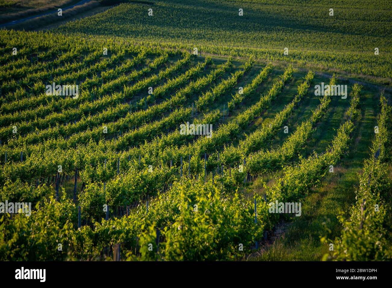 Sunset landscape bordeaux wineyard france hi-res stock photography and ...