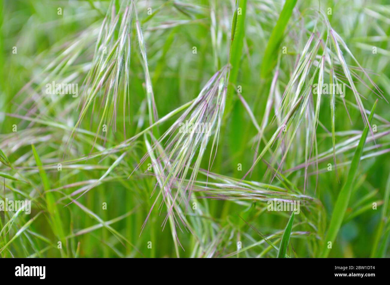Cheat Grass Bromus High Resolution Stock Photography and Images - Alamy