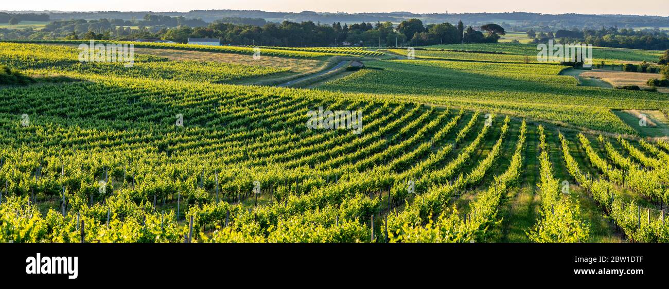 Sunset landscape bordeaux wineyard france, europe Nature Stock Photo ...