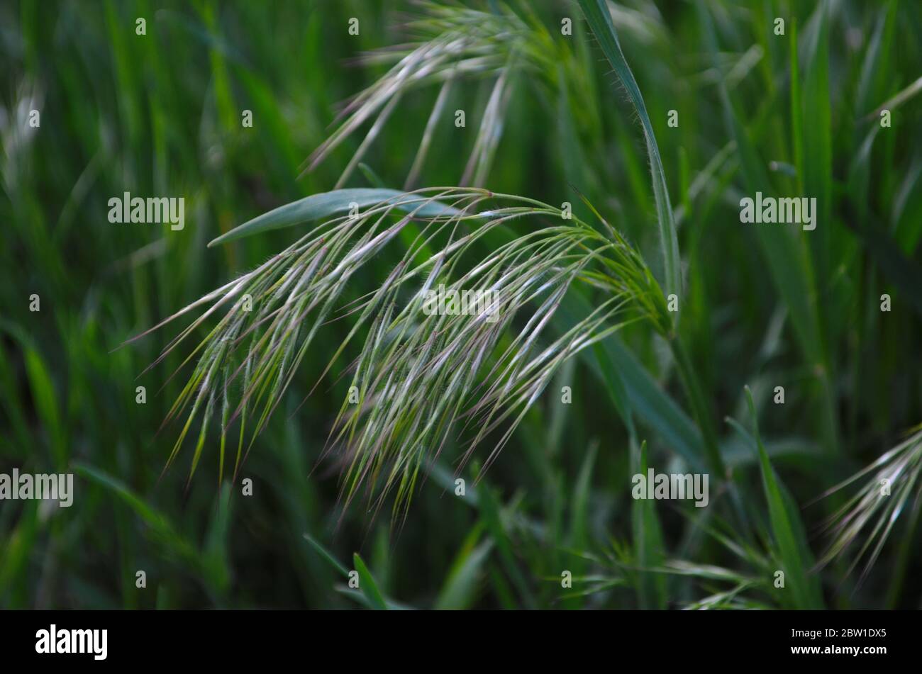 Cheat Grass High Resolution Stock Photography and Images - Alamy