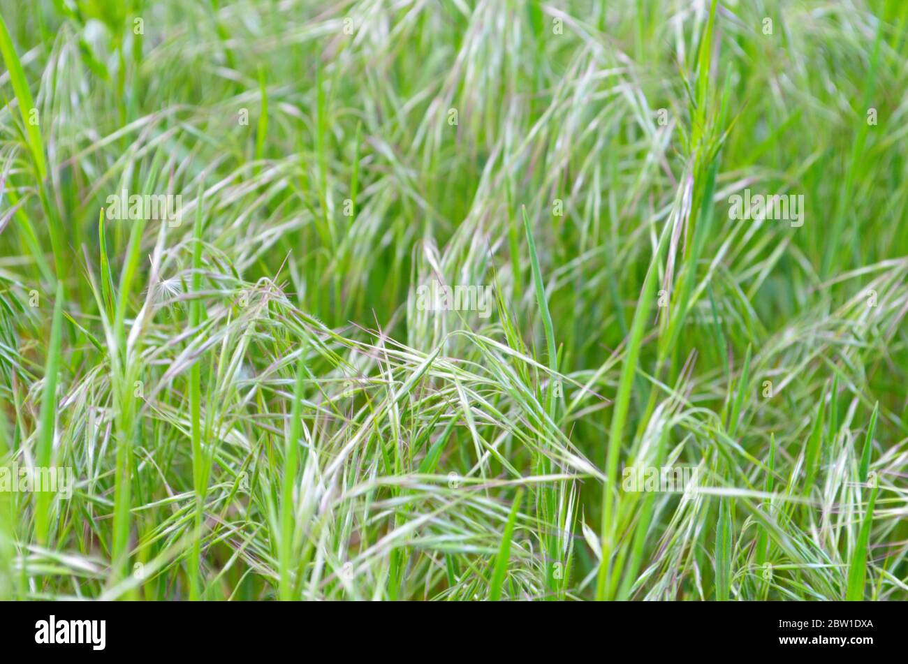 Cheat grass bromus hi-res stock photography and images - Alamy
