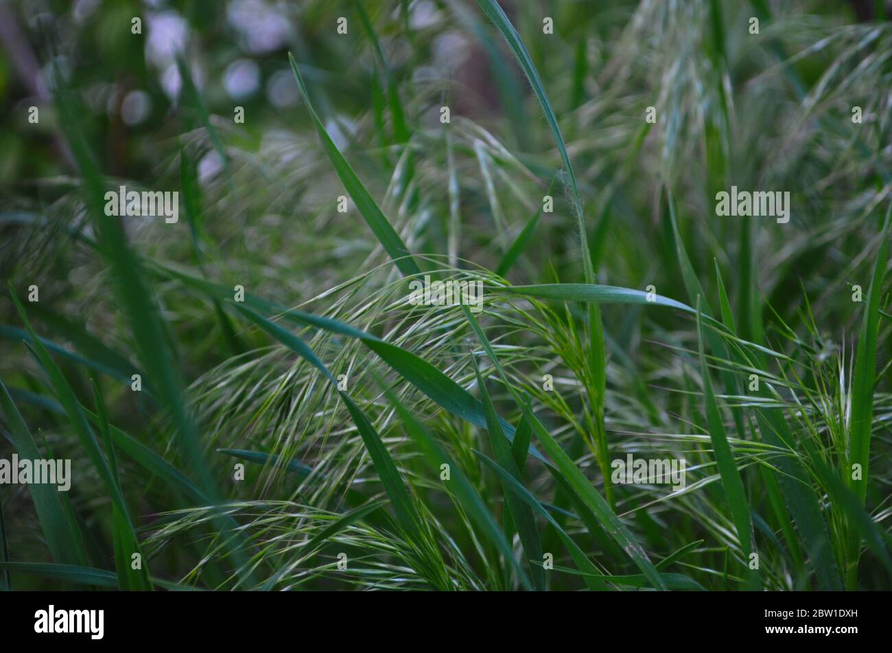 Cheat grass bromus hi-res stock photography and images - Alamy