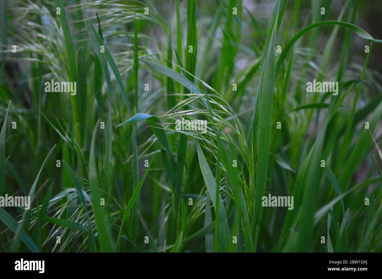 Bromus Tectorum High Resolution Stock Photography and Images - Alamy