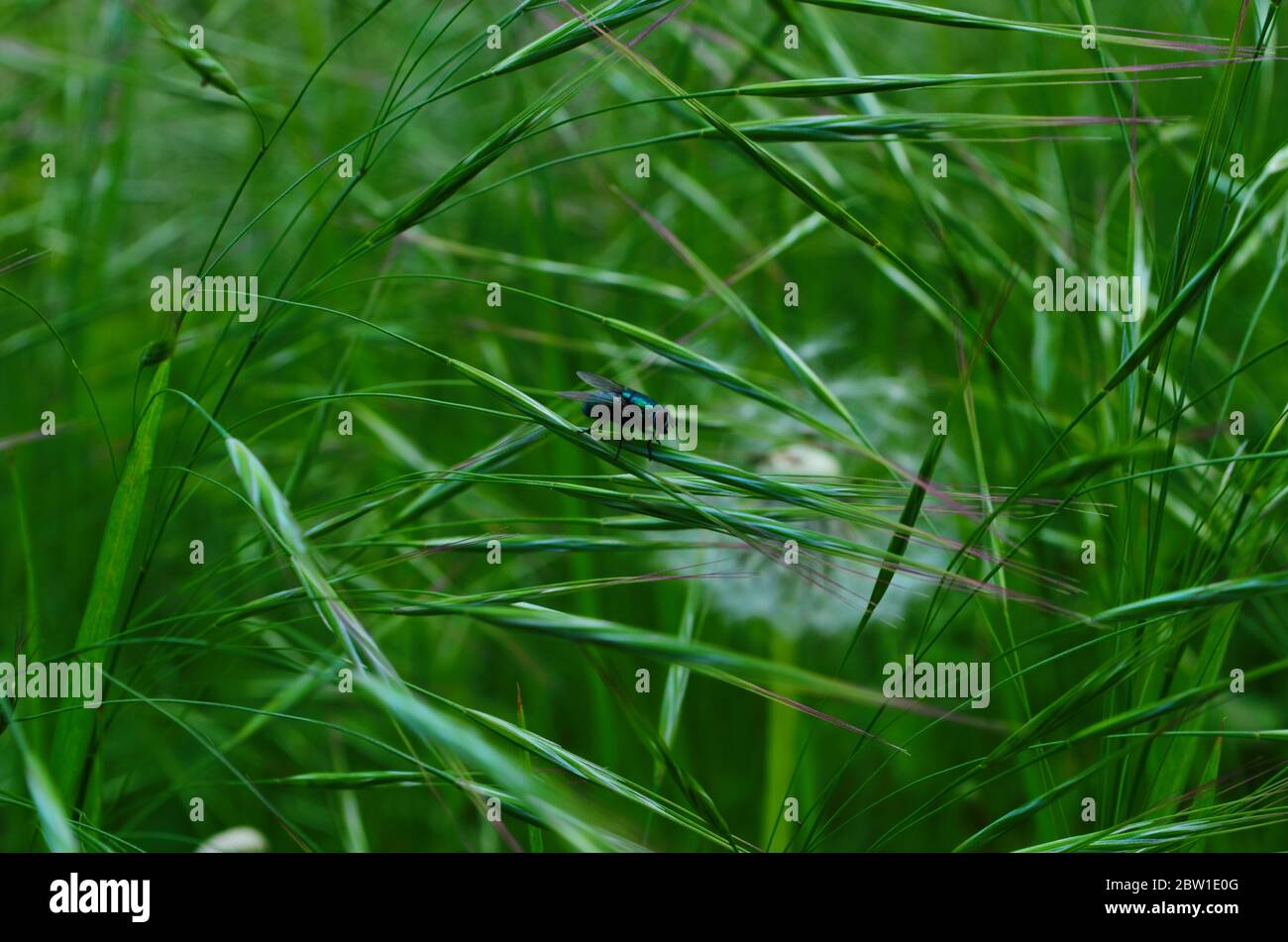 Bromus Tectorum High Resolution Stock Photography and Images - Alamy