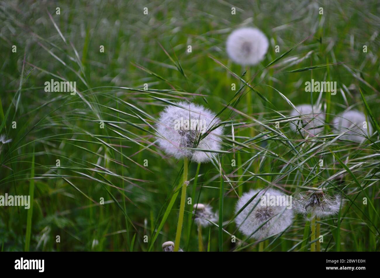 Bromus Tectorum High Resolution Stock Photography and Images - Alamy