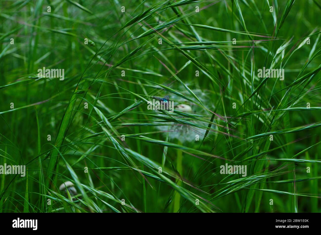 Bromus Tectorum High Resolution Stock Photography and Images - Alamy