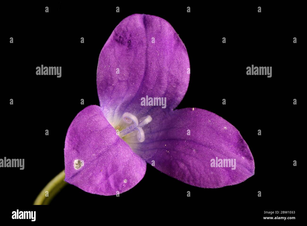 Three petal flower hi-res stock photography and images - Alamy