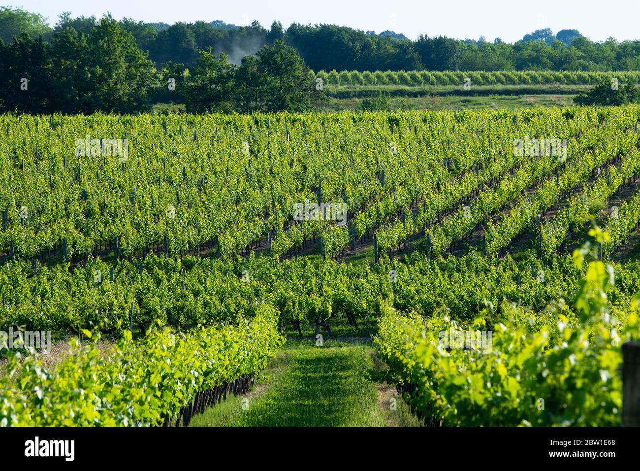 Sunset landscape bordeaux wineyard france hi-res stock photography and ...