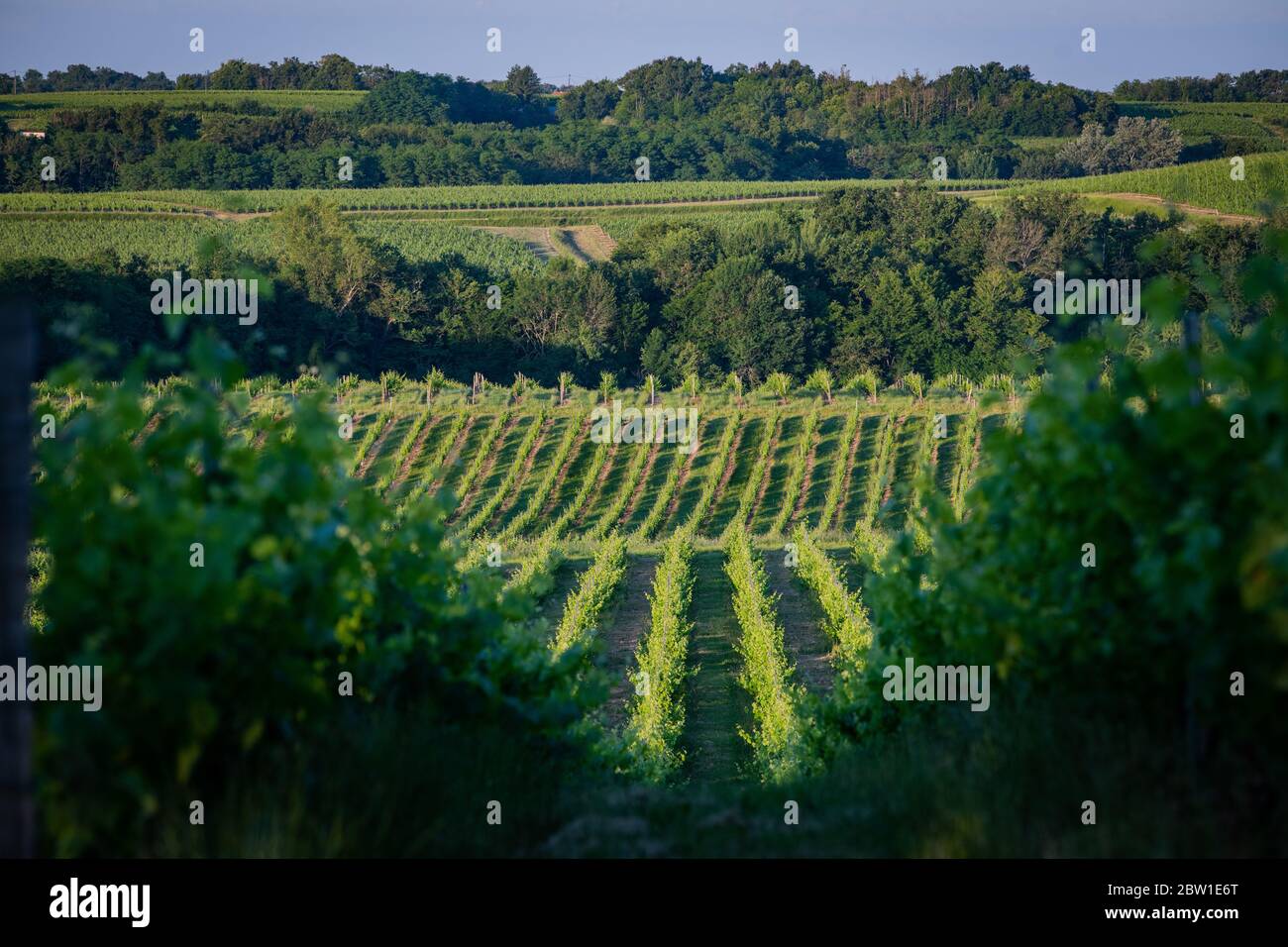 Sunset landscape bordeaux wineyard france, europe Nature Stock Photo ...