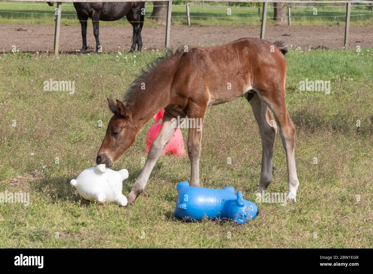 Brown stallion foal is playing with brightly colored rubber inflatable ...