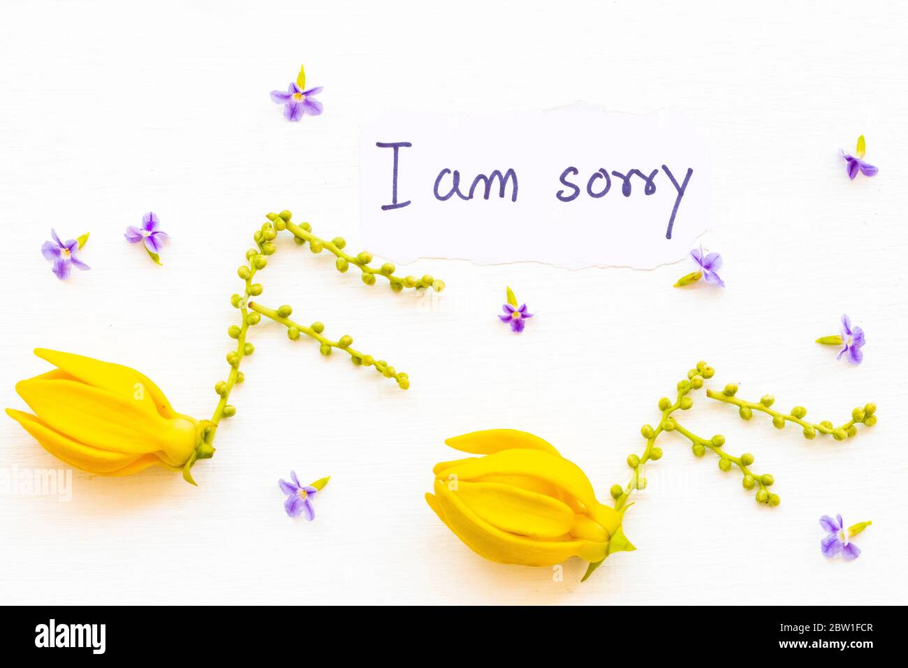 i am sorry message card handwriting with yellow flowers ylang ylang ...