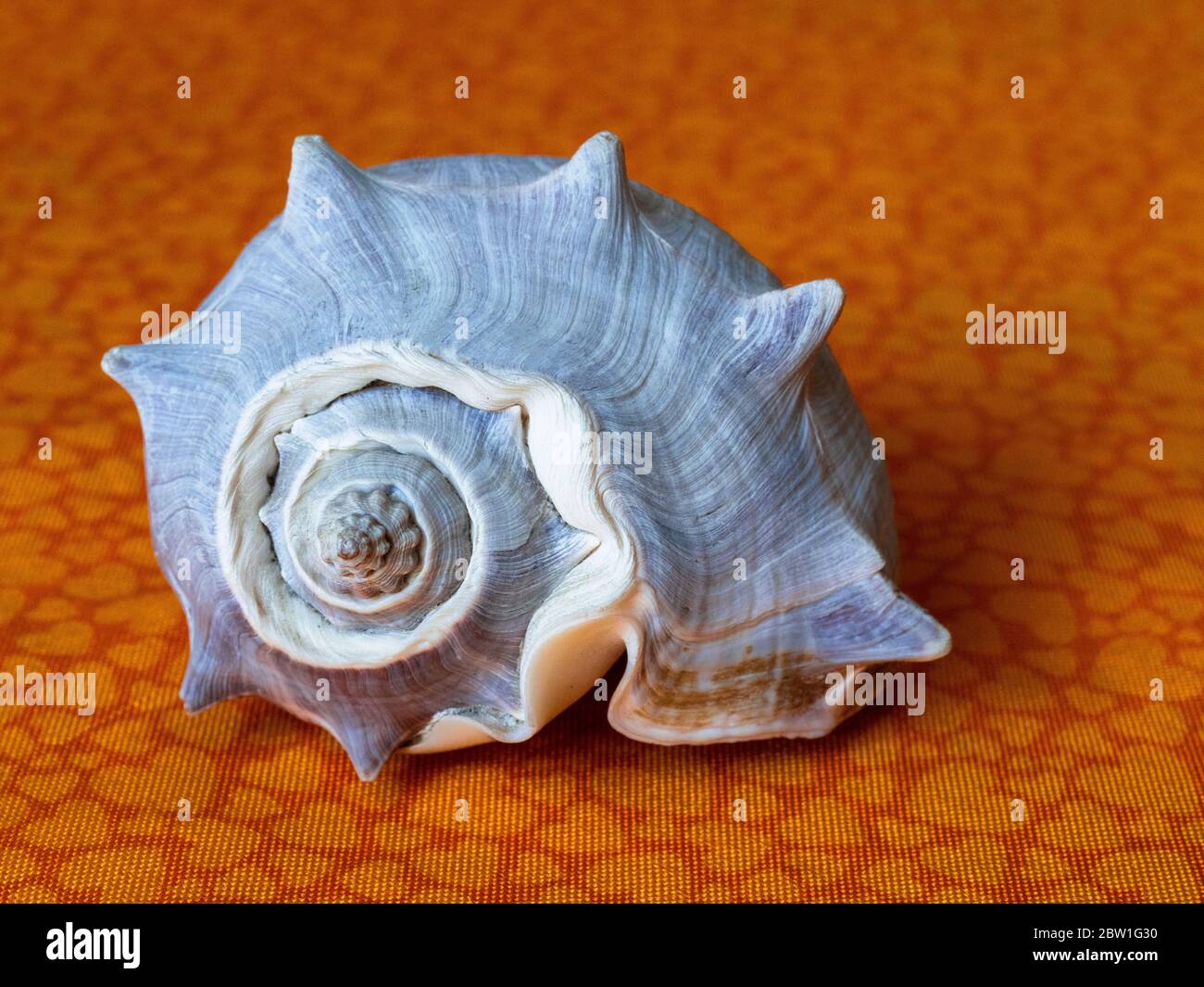 closeup of the spiral of a gray shell laid on a light background Stock ...