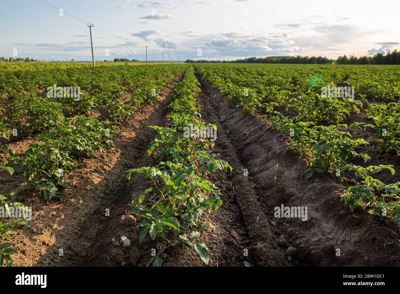 Potato fields with rows of green haulm, against the sky with clouds ...