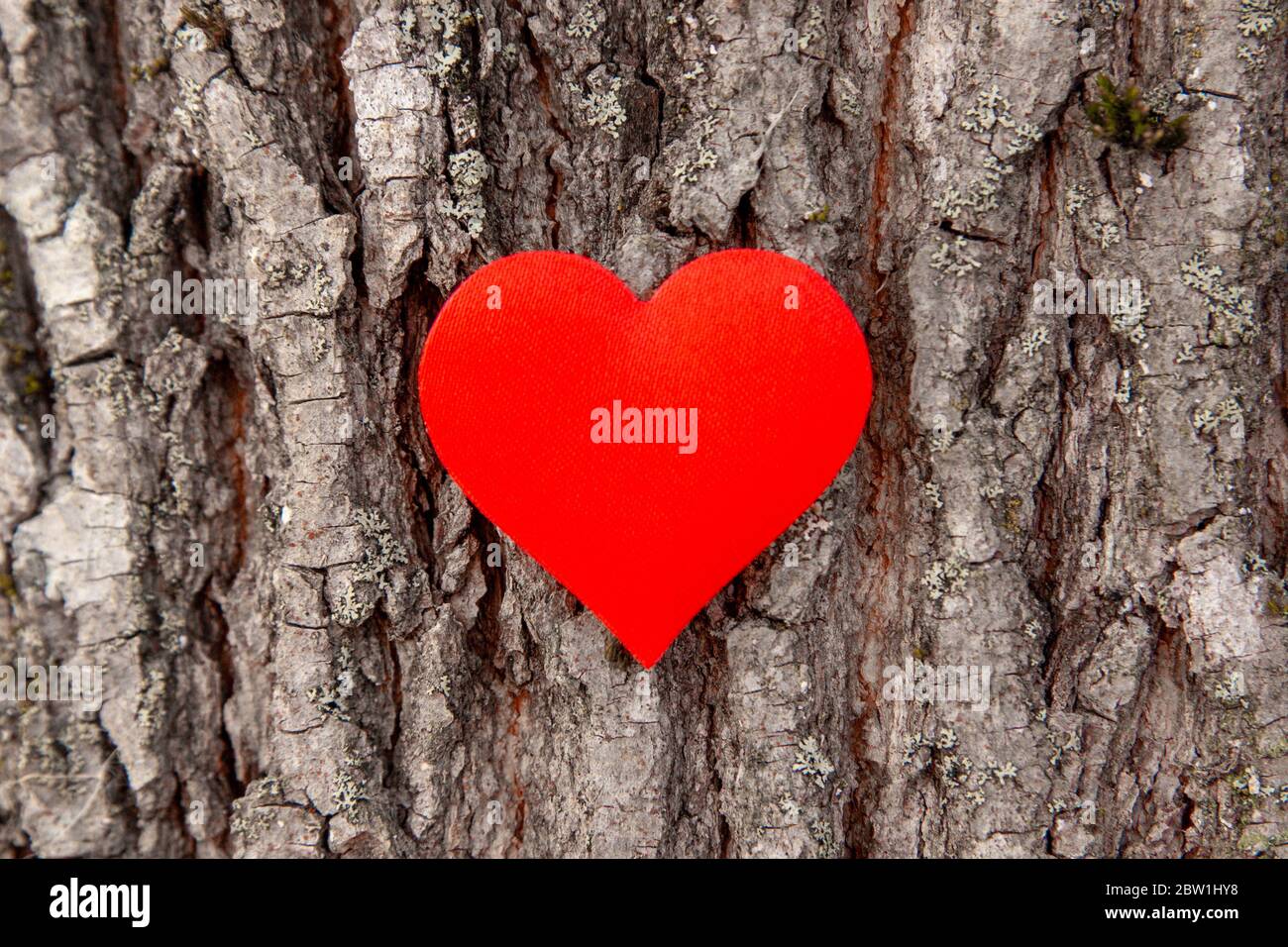 Red heart on a tree bark. Love nature concept Stock Photo - Alamy