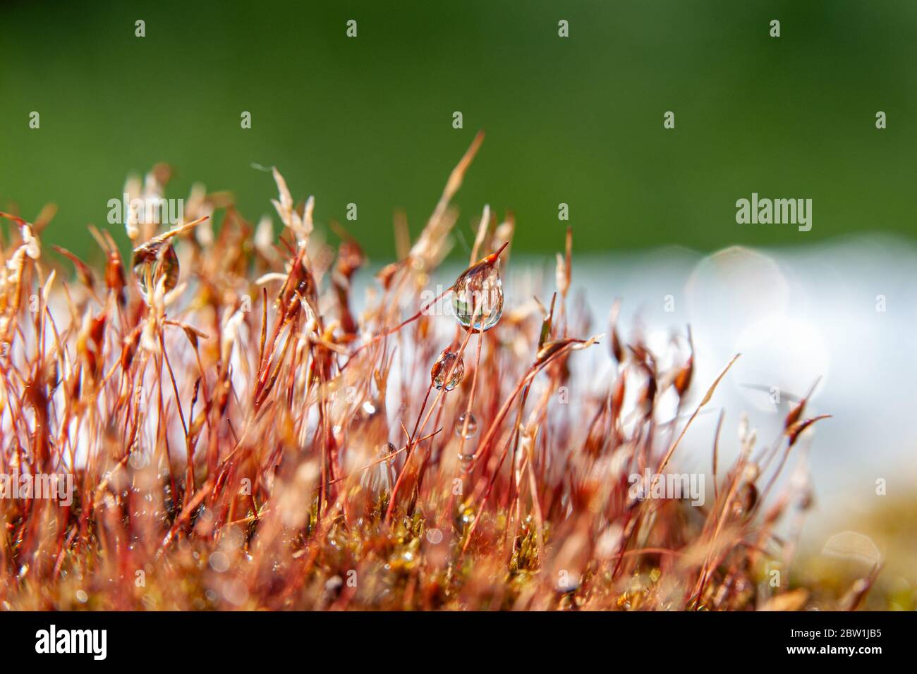 Macro photo background moss with dew in the forest Stock Photo - Alamy