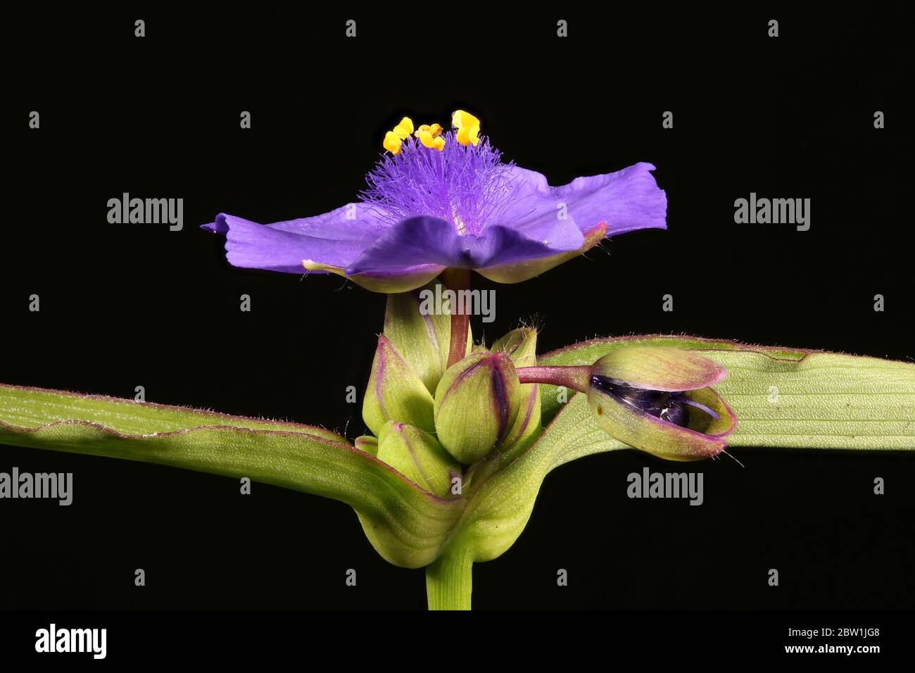 Spiderwort tradescantia andersoniana hi-res stock photography and ...