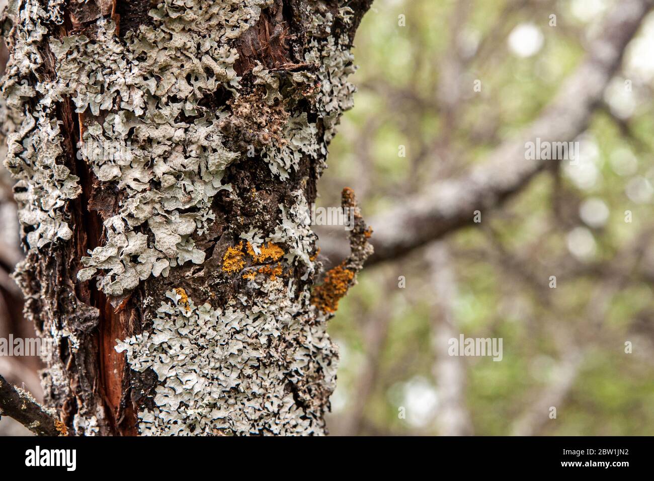 Diseased timber hi-res stock photography and images - Alamy