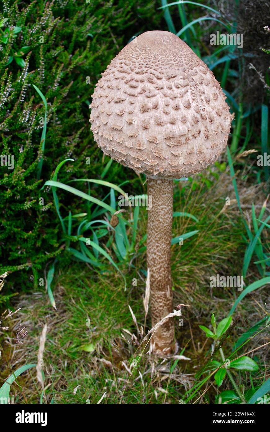 Sharpnose Point High Resolution Stock Photography and Images - Alamy