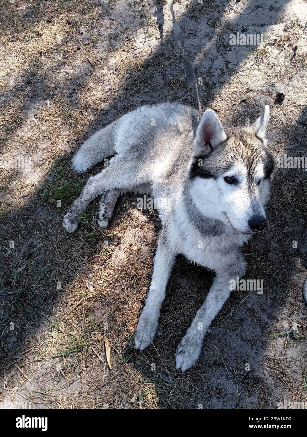 a husky dog in the forest Stock Photo - Alamy
