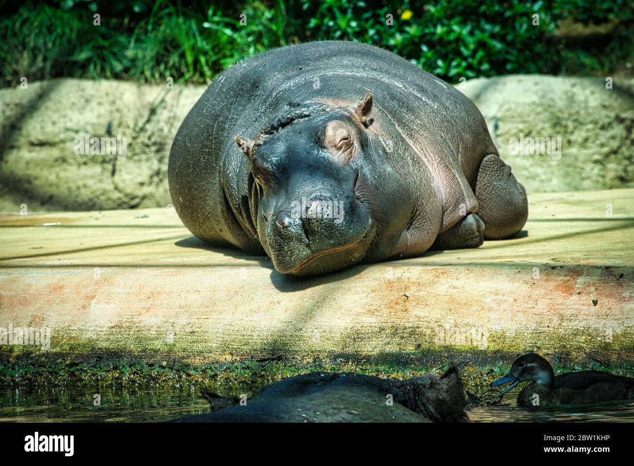 Fattest Hippo In The World