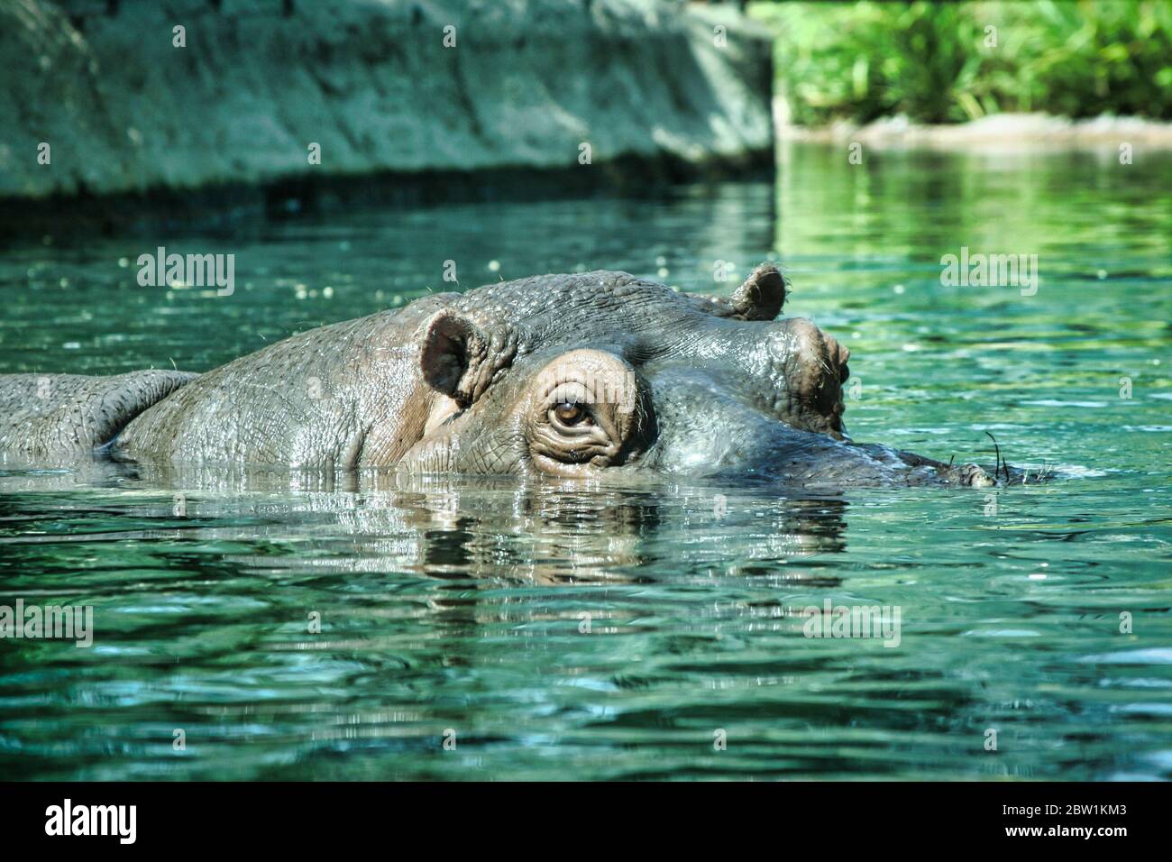the happy hippopotamus is lying in the sun and resting Stock Photo - Alamy