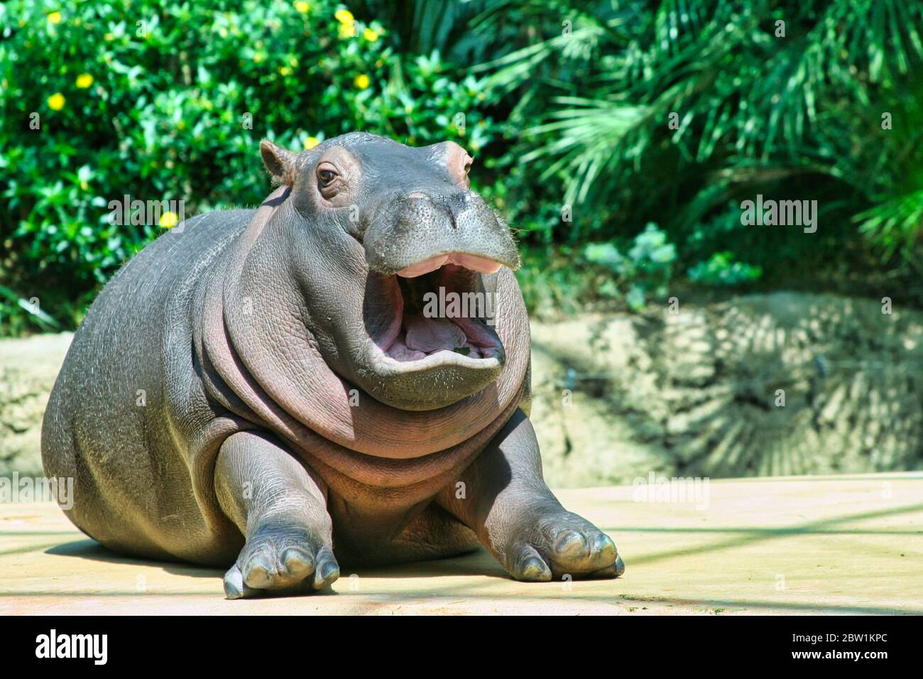 the happy hippopotamus is lying in the sun and resting Stock Photo - Alamy