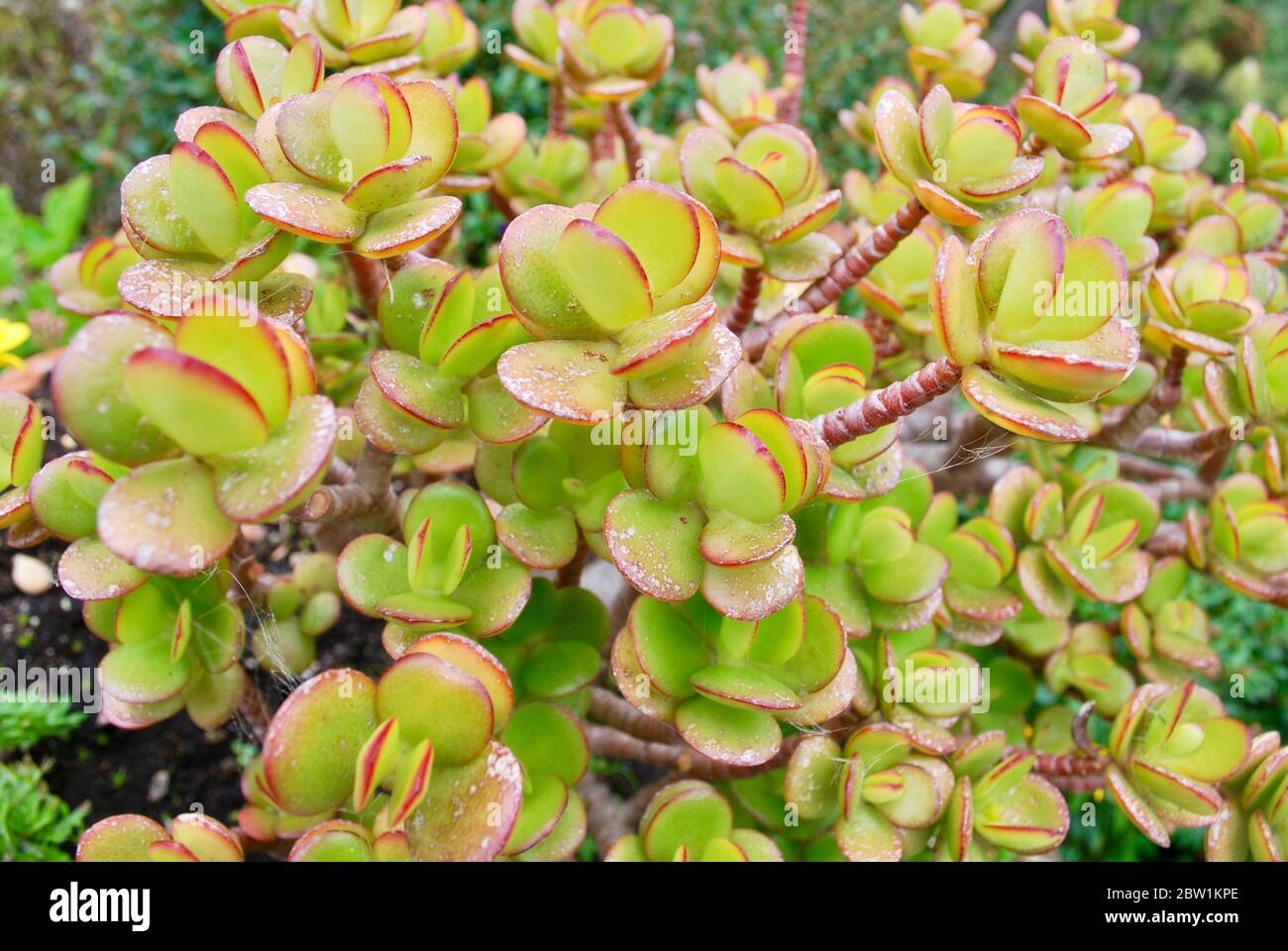 Semi tropical hi-res stock photography and images - Alamy
