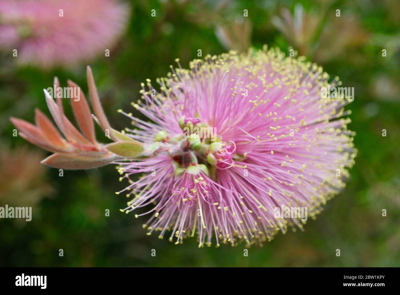 semi-tropical plant, Scilly Isles, Cornwall, United Kingdom Stock Photo ...