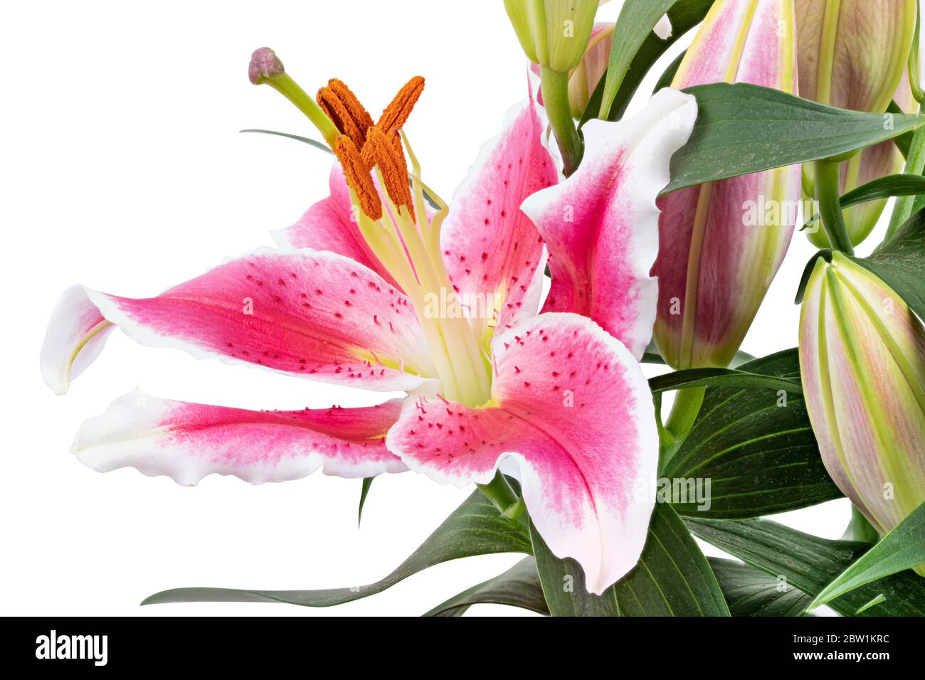 Fresh lily isolated on white background Stock Photo - Alamy