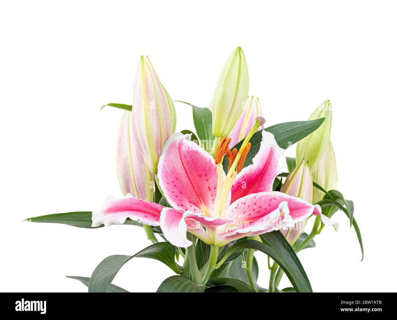 Fresh lily isolated on white background Stock Photo - Alamy