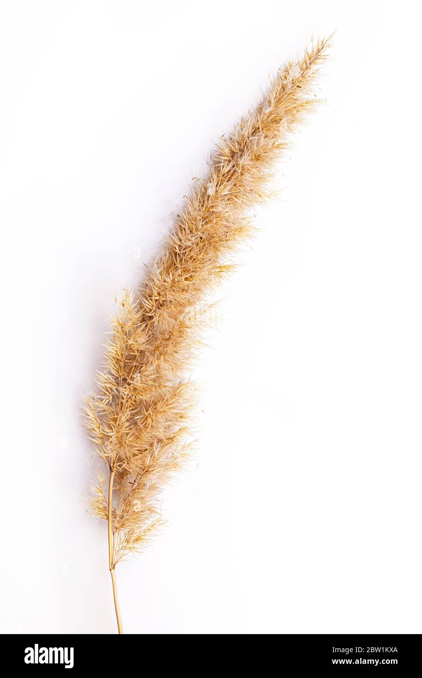 Dry wild bushgrass isolated on white background Stock Photo - Alamy