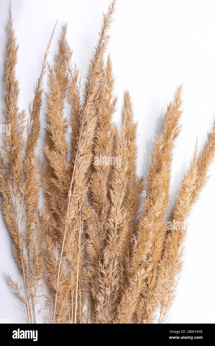 Dry wild bushgrass isolated on white background Stock Photo - Alamy