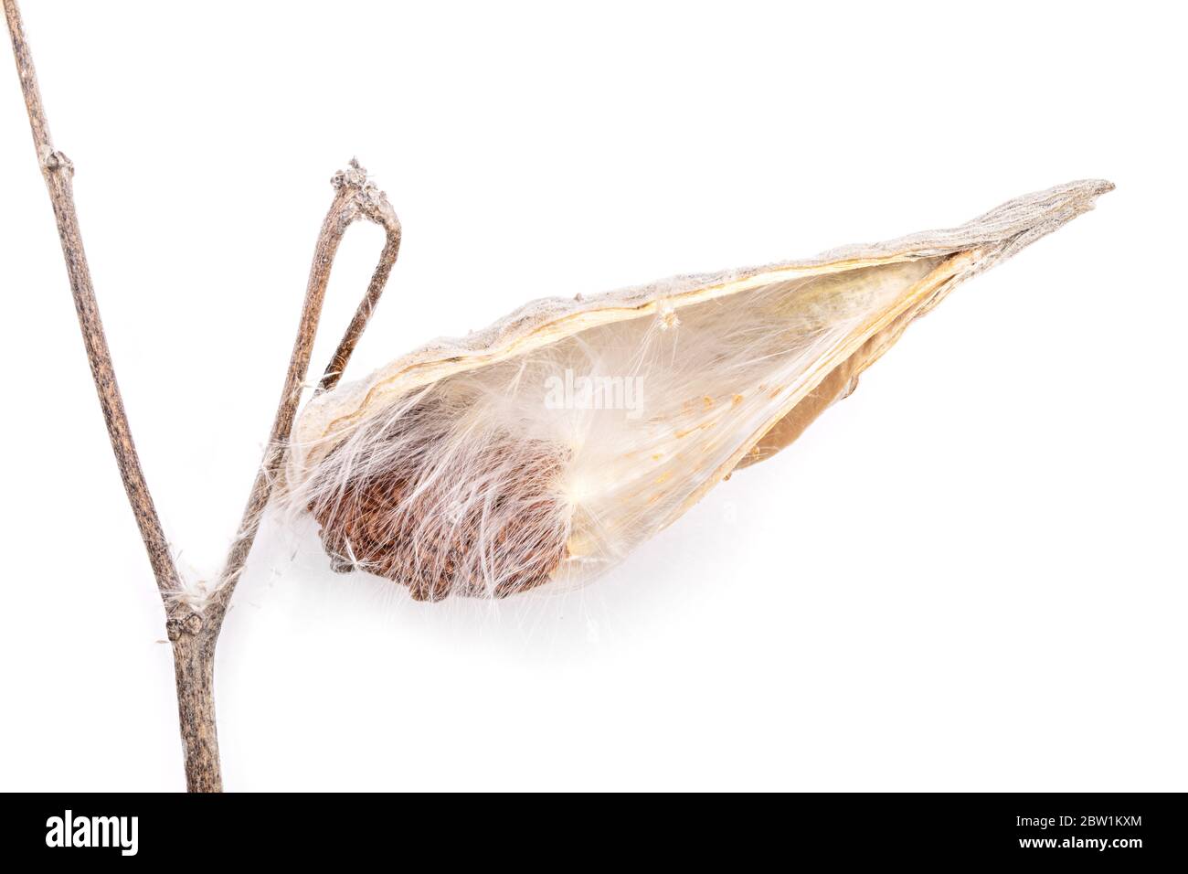 Common milkweed isolated on white background Stock Photo - Alamy
