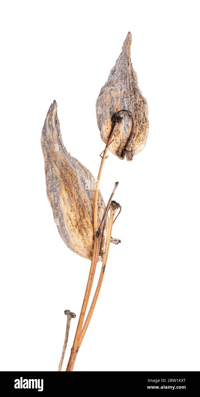 Common milkweed isolated on white background Stock Photo - Alamy