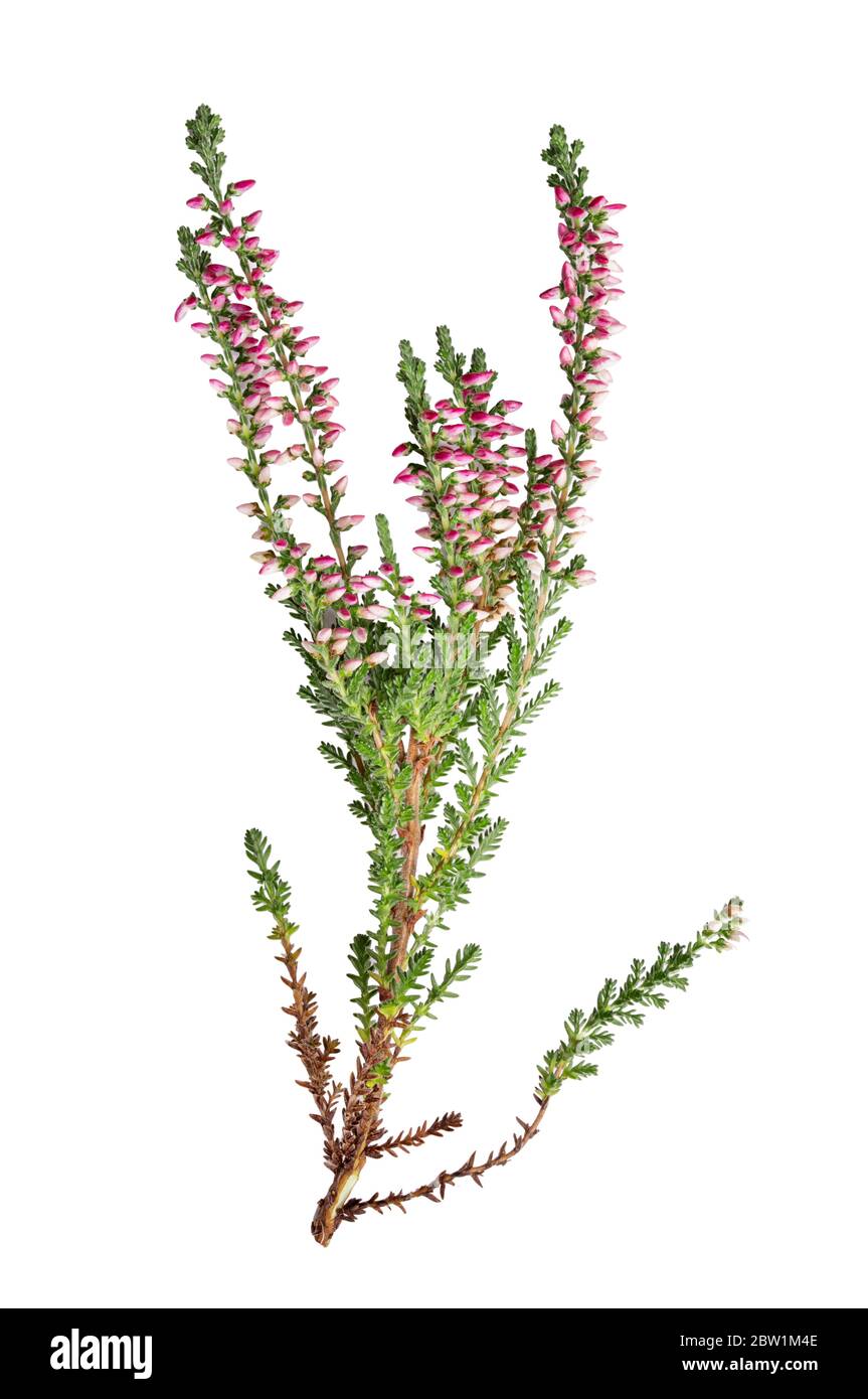 Calluna flowers (heather) isolated on white background Stock Photo - Alamy