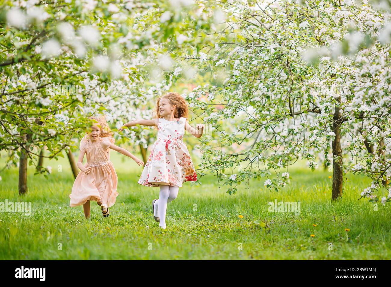 Adorable little girls in blooming apple tree garden on spring day Stock Photo - Alamy