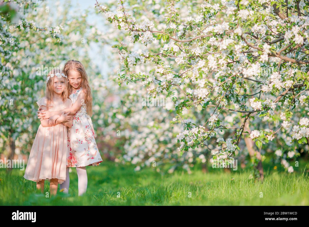 Adorable little girls in blooming apple tree garden on spring day Stock Photo - Alamy