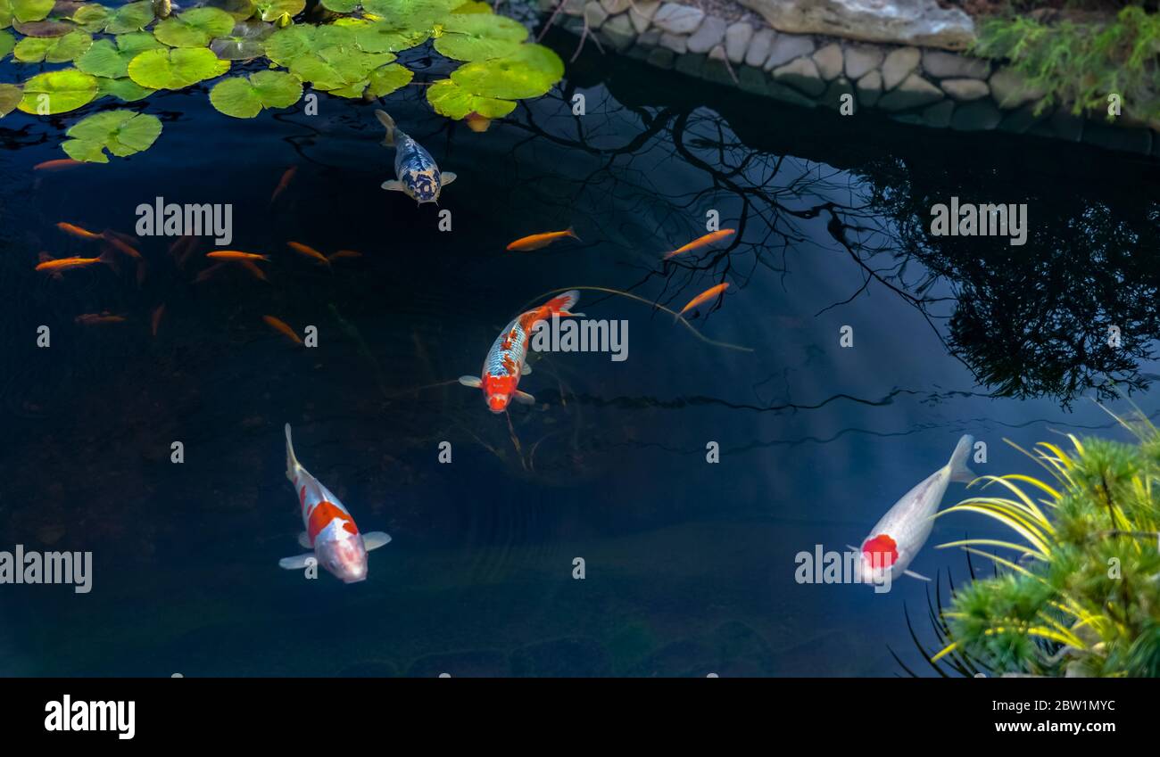 Famous Colorful asian fish Koi carp, colored varieties of Amur carp ...