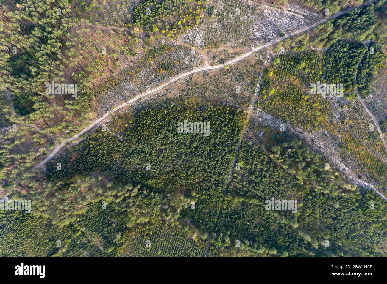 road through the forest, top view Stock Photo - Alamy
