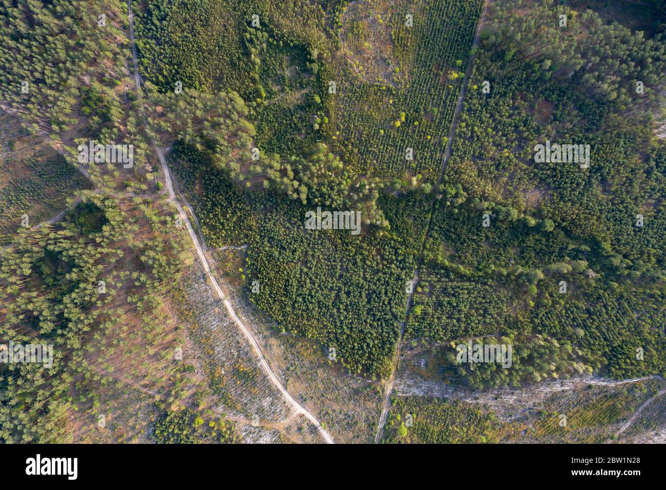 road through the forest, top view Stock Photo - Alamy