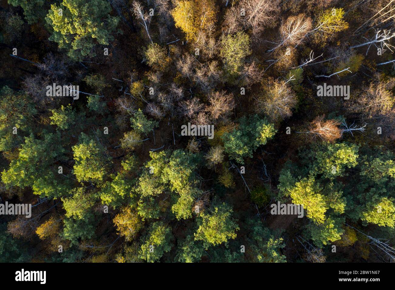 road through the forest, top view Stock Photo - Alamy