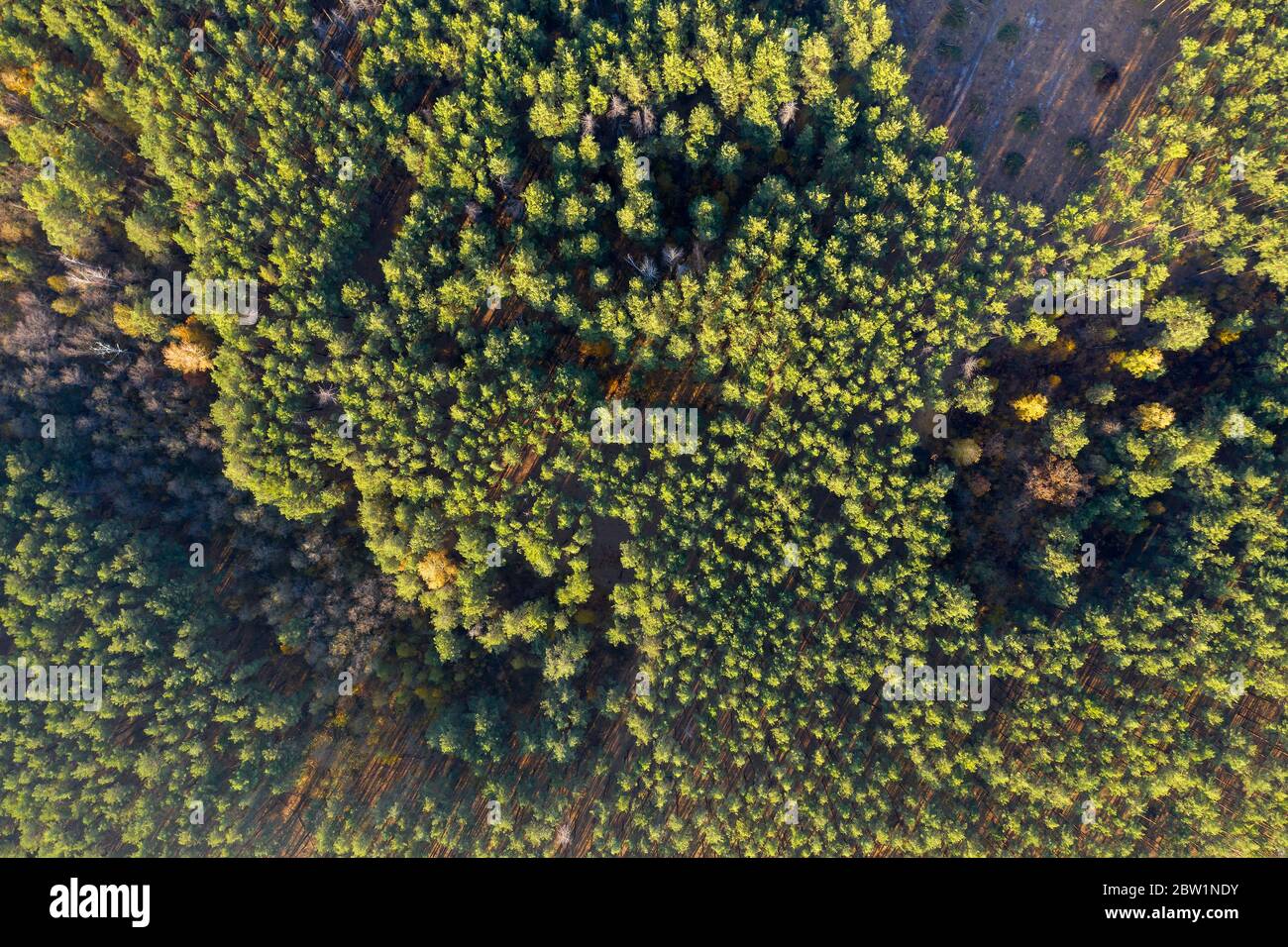 road through the forest, top view Stock Photo - Alamy