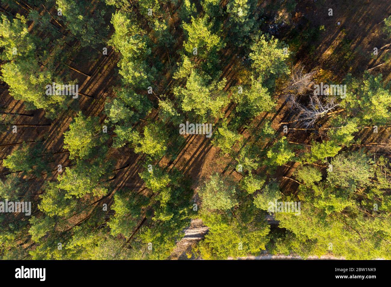 road through the forest, top view Stock Photo - Alamy