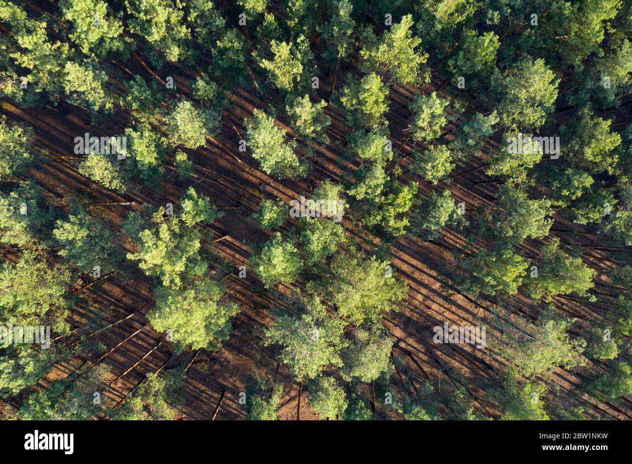 road through the forest, top view Stock Photo - Alamy